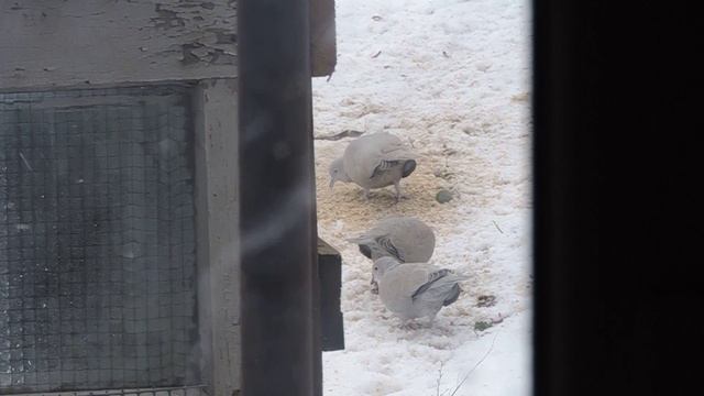 Пожаловали кольчатые горлицы