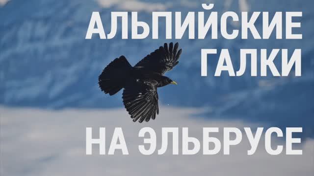 Альпийские галки на Эльбрусе. Кабардино-Балкария