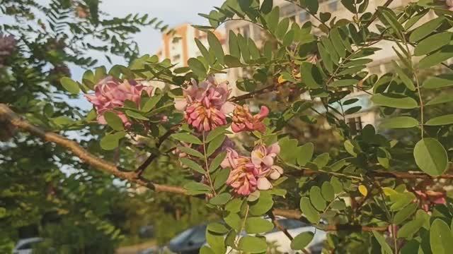 Городской цветник с цветущей розовой робинией в июне 2025