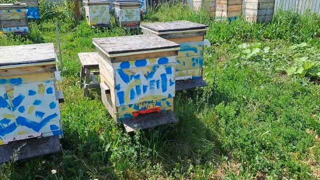 Из безматочного отводка вышел рой, полетал и зашёл обратно. Странный жук