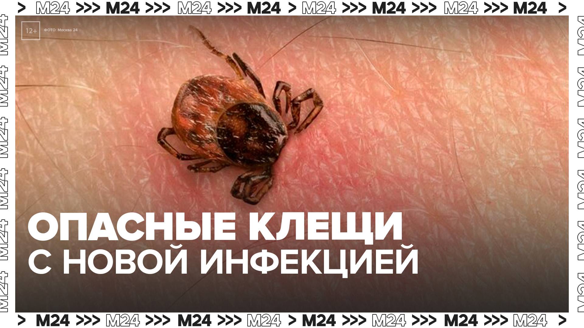 Клещей-переносчиков анаплазмоза обнаружили в Подмосковье