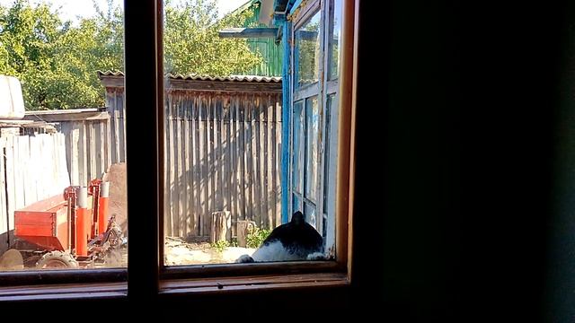 Васька просится на обед