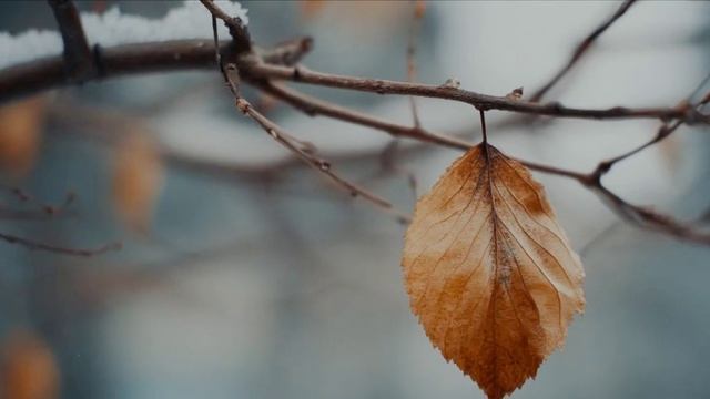 Ника. Месье Листопад