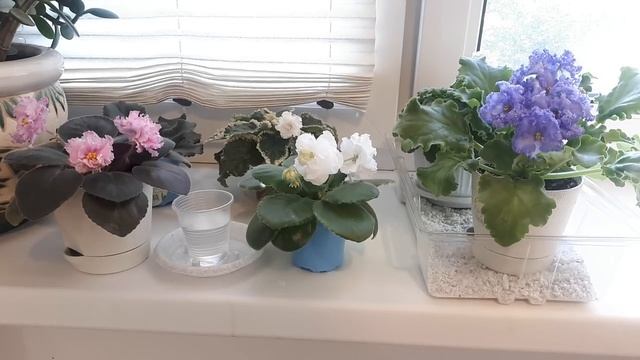 Фиалки в Жару! КАК ЗАЩИТИТЬ_ На подоконнике, на стелаже и в комнате.