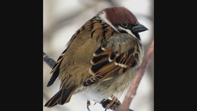 ВОЗЬМИ МЕНЯ В НЕБО (из цикла "Вечера на хуторе" 1000050094.mp4