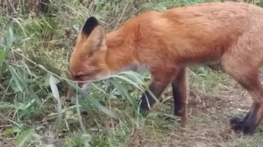Лиса. Подмосковье.Руза