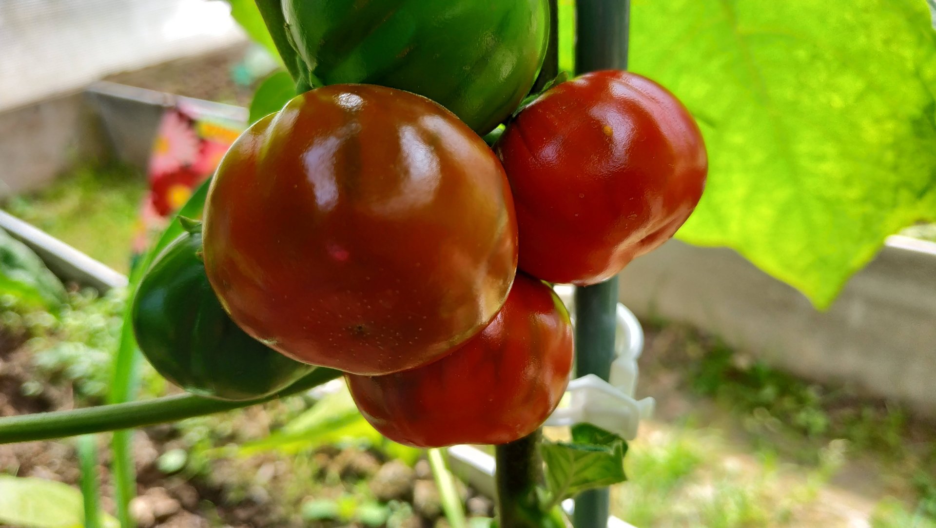 Удивительный баклажан Турецкий Оранжевый в начале июня