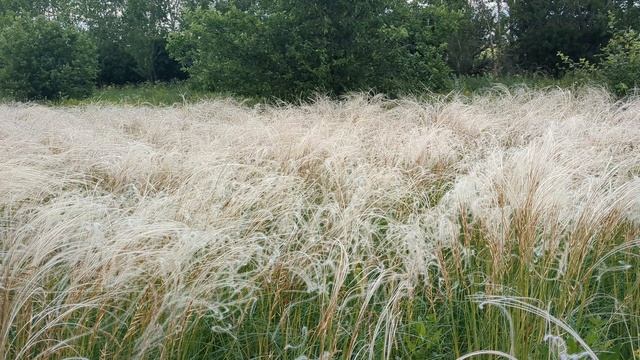 Ковыль в Бычьей шее.