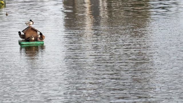 Утки / набережная/ плавучий домик