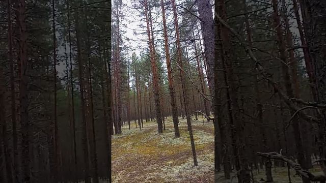 тайга летом, природа,красота вековые сосны,