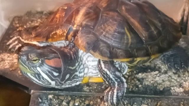 Красноухая черепаха 🐢 12-06-2025