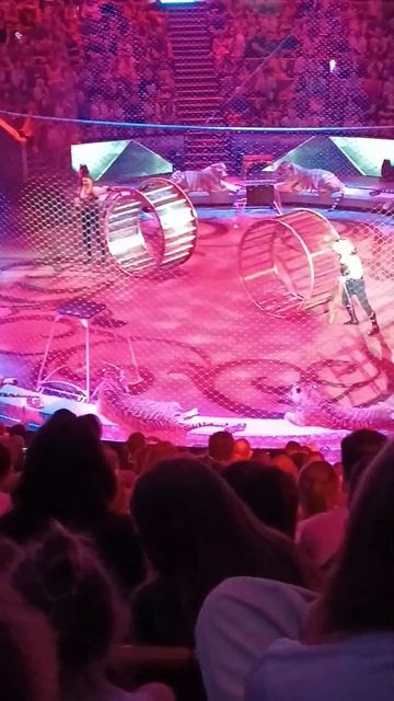 2 день в Москве! (побываем в цирке)