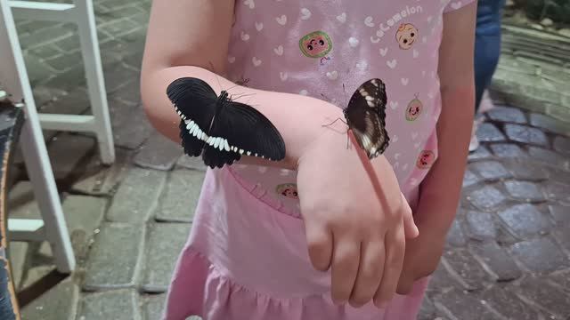 Butterfly Garden Dubai Сад бабочек в Дубае