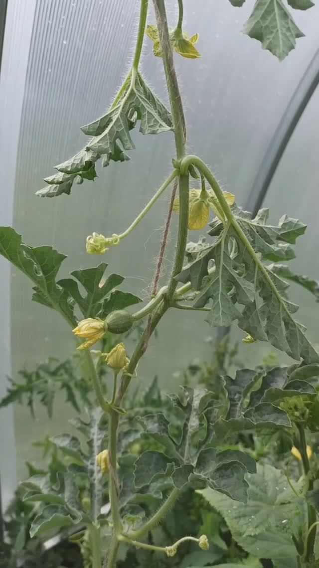 Арбузики-клубнички. 12 июня.