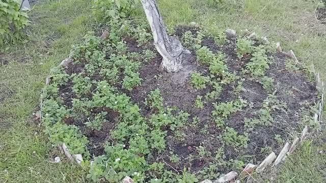 КРУГЛАЯ ГРЯДКА ПОД ДЕРЕВЬЯМИ ☝☝☝ ОТВОЁВЫВАЕМ ТЕРРИТОРИЮ У СОРНЯКОВ ☝☝☝