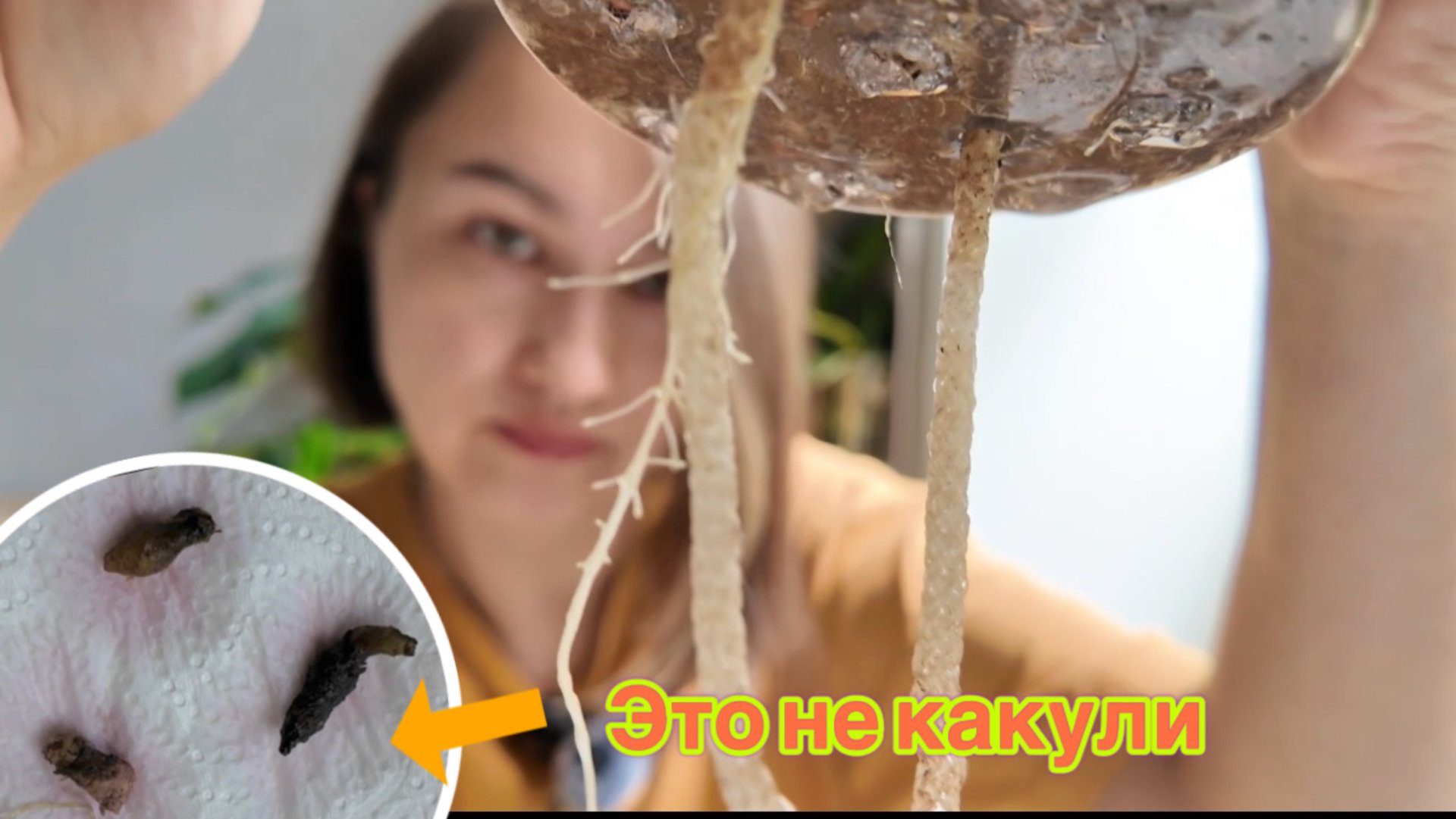 Реанимирую алоказии. Успехи тоже есть