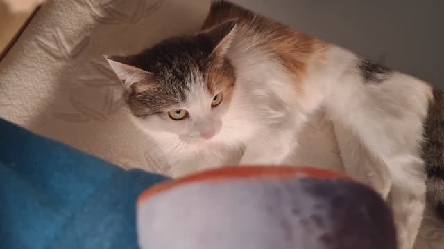 День 28-й / Феша-игрунья / Новое место дислокации #КошкаФеша