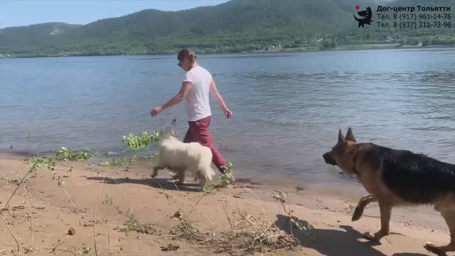 Дружкова Юлия и самоед Чандра. Поездка с собакой на отдых. Тольятти, 11 июня 2025.