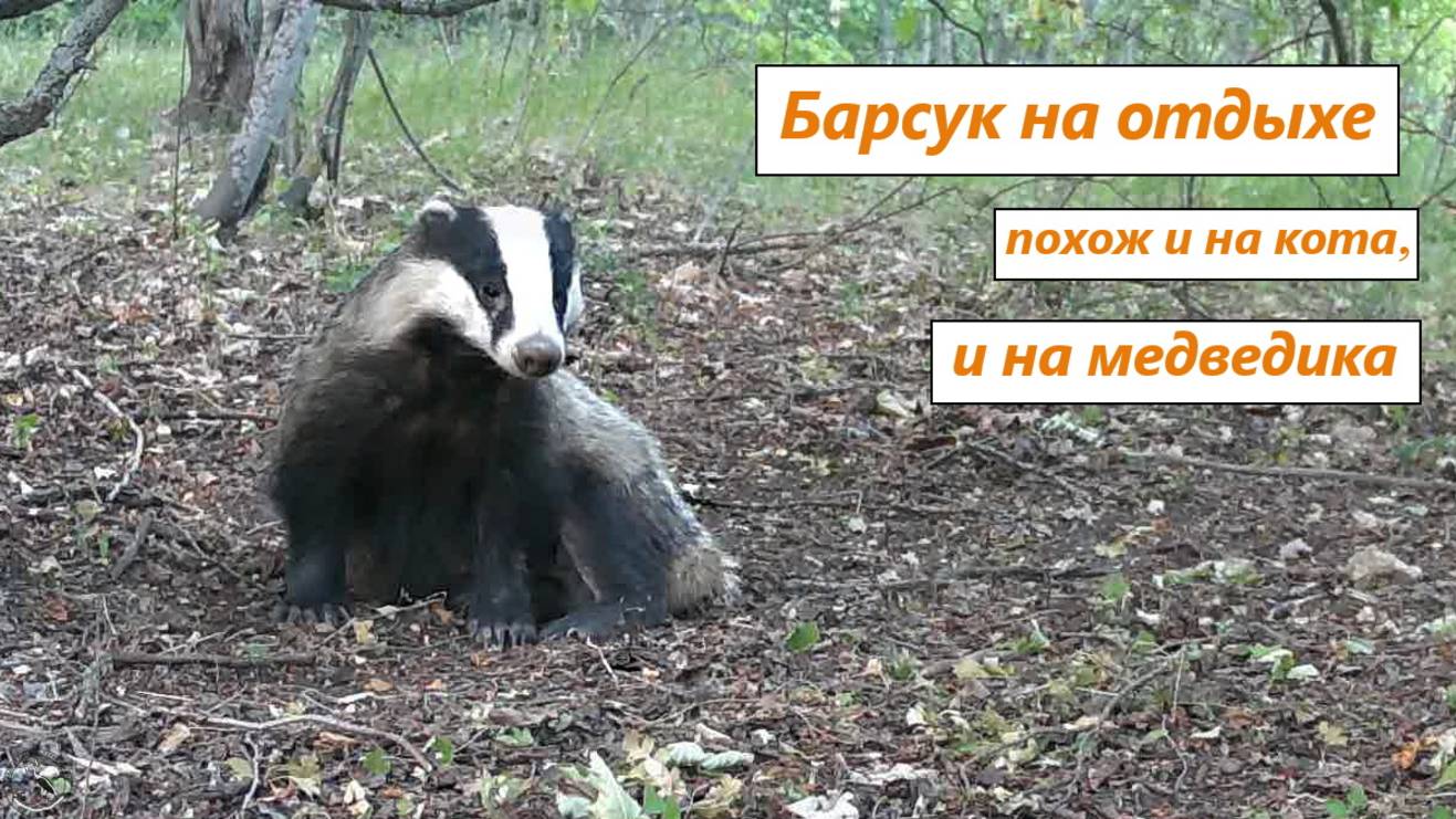 Барсук на отдыхе. По поведению очень напоминает и кота, и маленького медведя. Июнь 2025