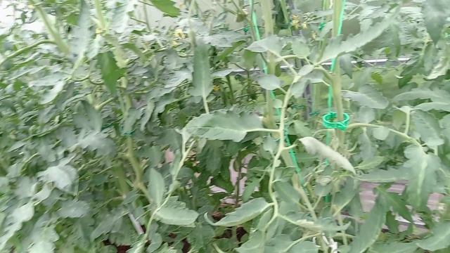 ХОЛОДНЫЙ, ДОЖДЛИВЫЙ  ИЮНЬ 2025 г. ТЕПЛИЦА.