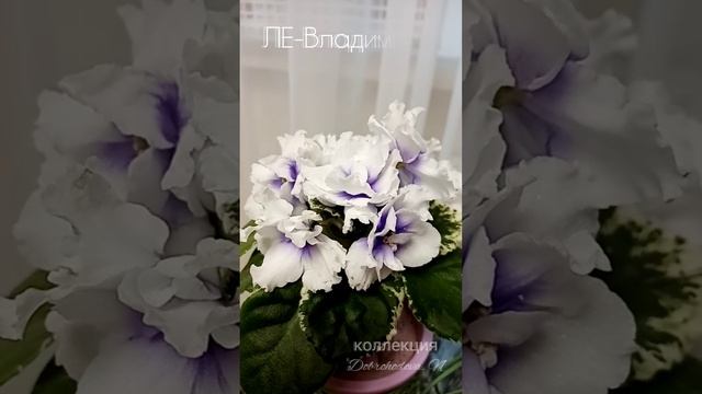 Цветение фиалок в июне(с названием по сортам)