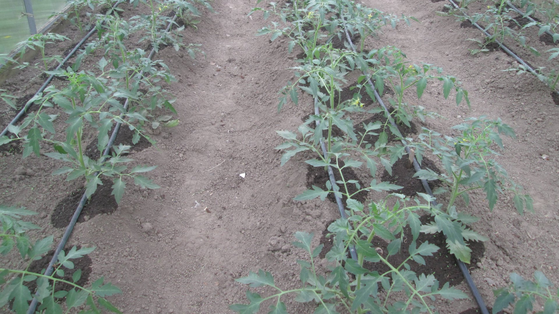 Капельный полив в теплице