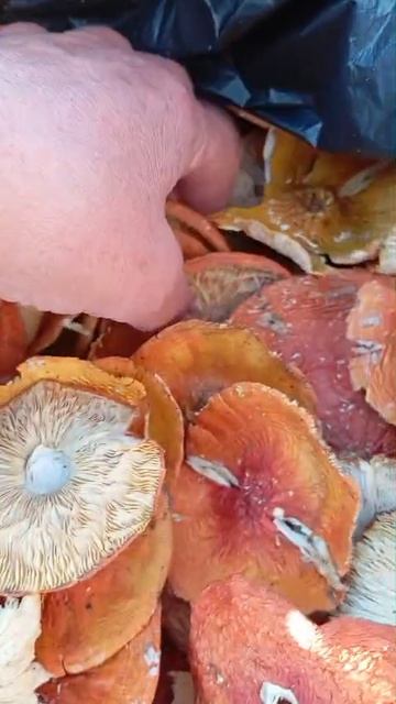 Сушеные грибочки мухоморы оптом