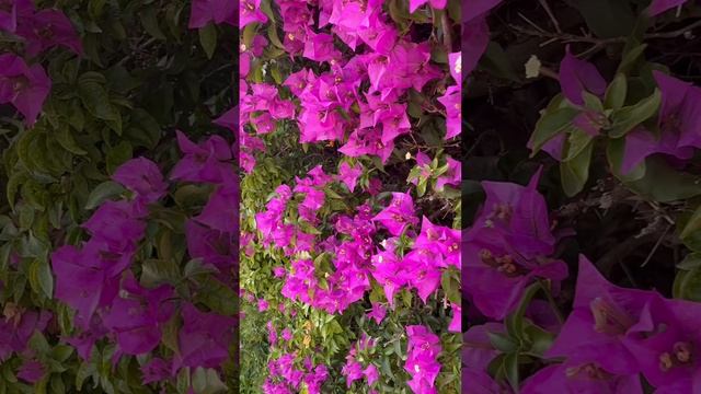 Секрет красоты бугенвиллеи