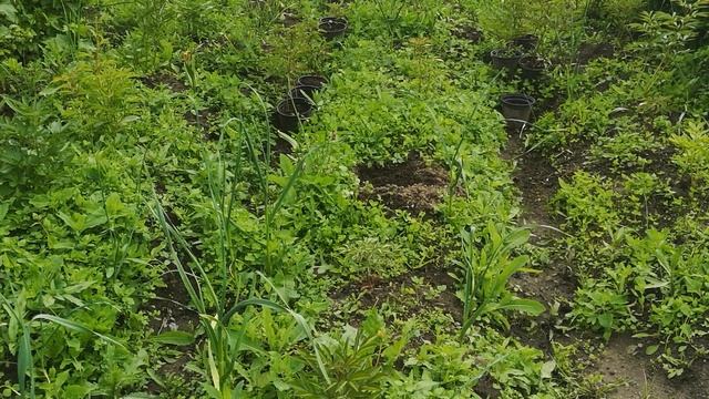 Зачем я это всё полола? Оно опять наросло! Ленинградская область