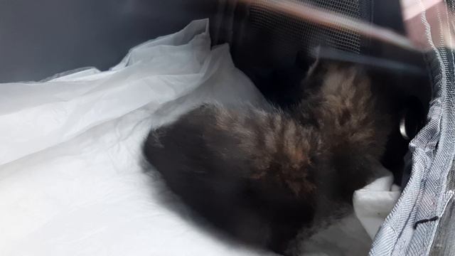 Везём с собой кота!