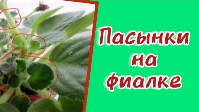 Убираю из коллекции часто пасынкующиеся фиалки!