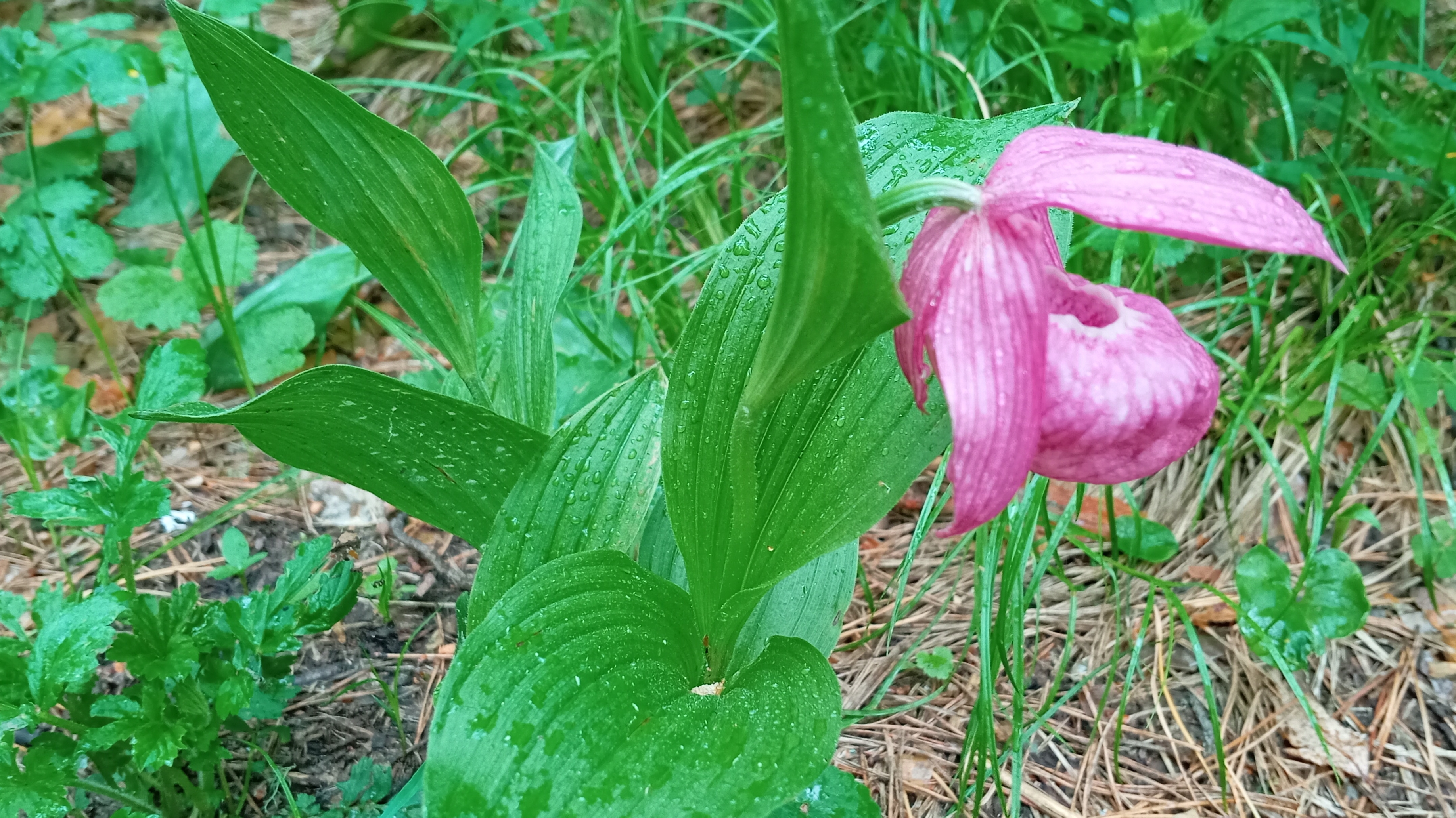 Лесное царство Смородиновый чай