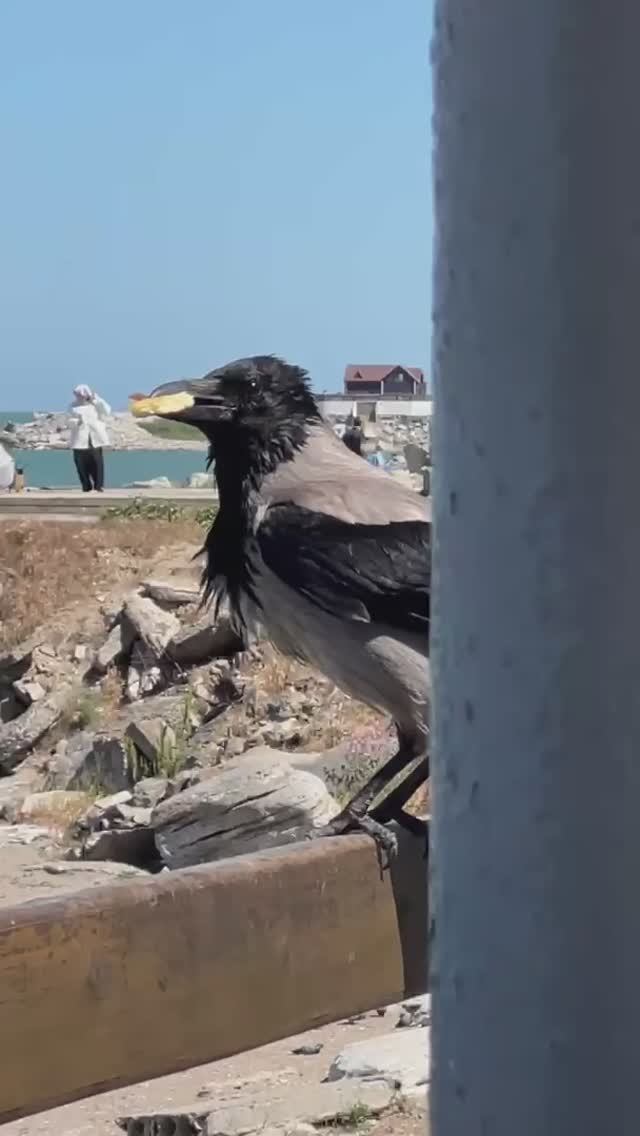 Неожиданная встреча…