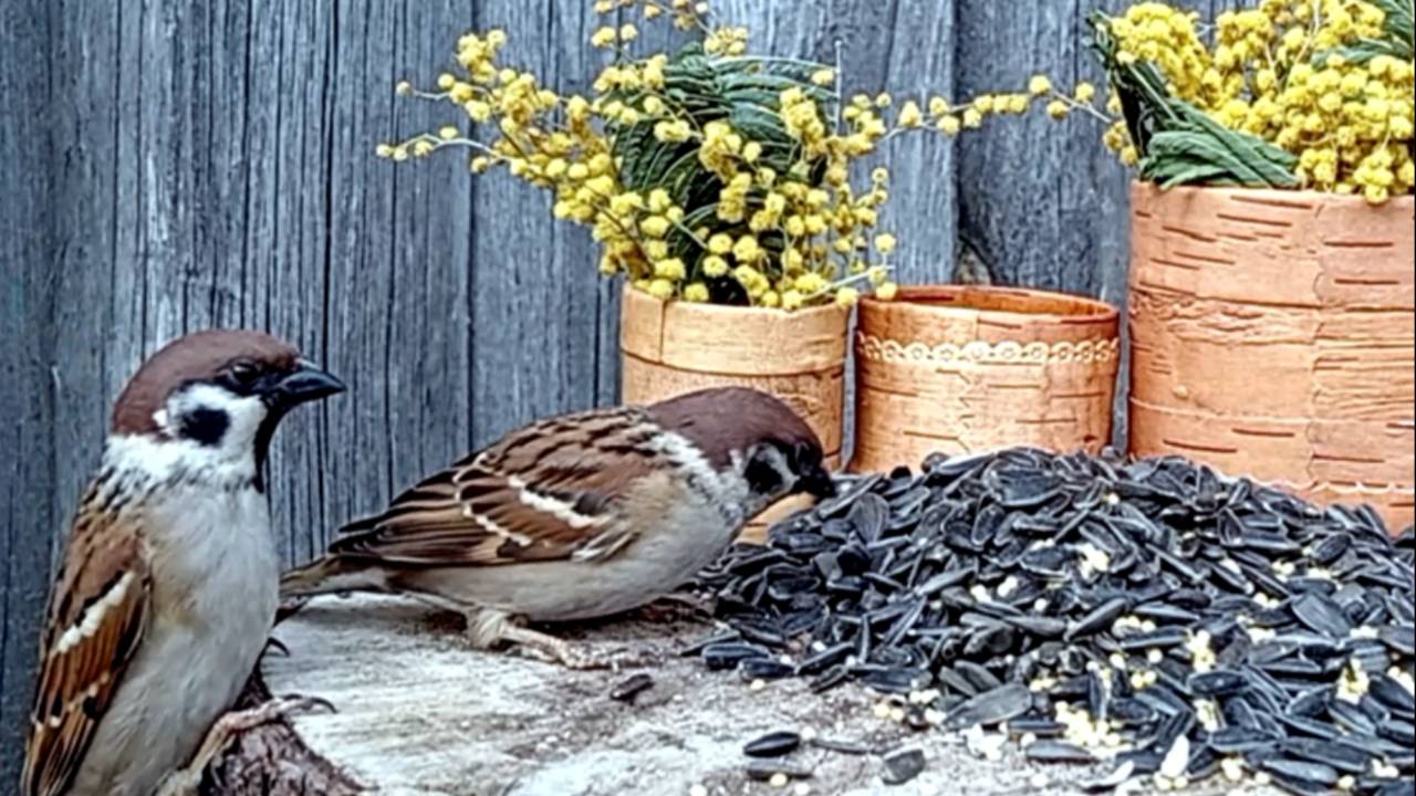 ВидеоОхота на Птиц (21.03.2025 года)