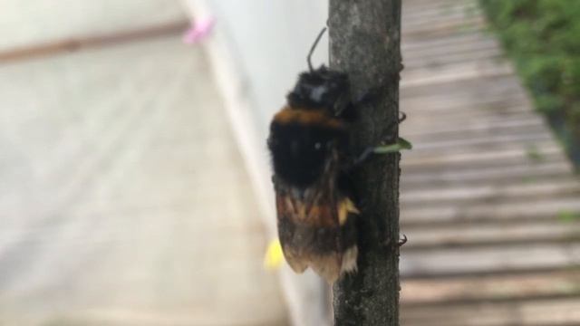 Шмель на свободе.