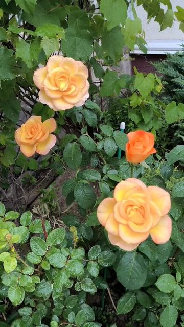 Жёлтые розы