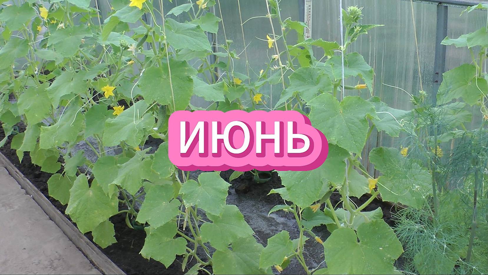 6. Календарь дачника. ИЮНЬ