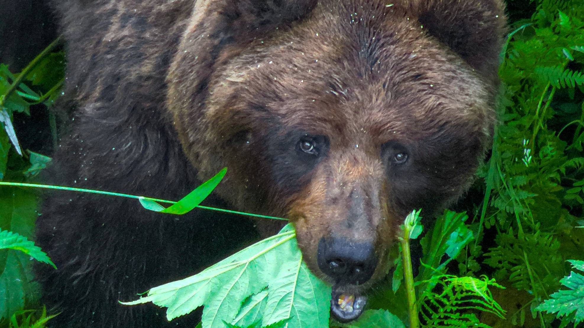 Утренняя трапеза хозяина тайги