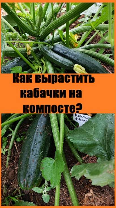 Лучшее место для выращивания кабачков и тыкв - это компостный ящик!