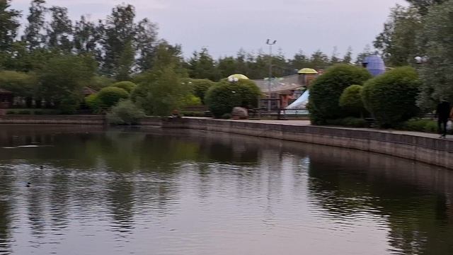 Лебедь и утки на пруду. Совхоз им.Ленина. 12.06.2025