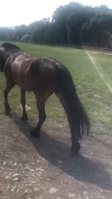 Собер Баш, кони на прогулке