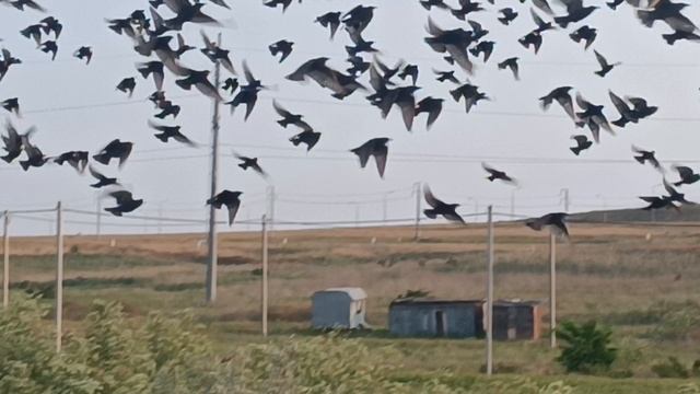 Скворцы прилетели в гости - настоящий флеш моб