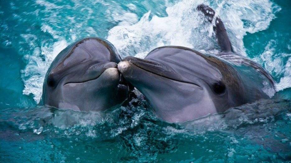 Пение Дельфинов