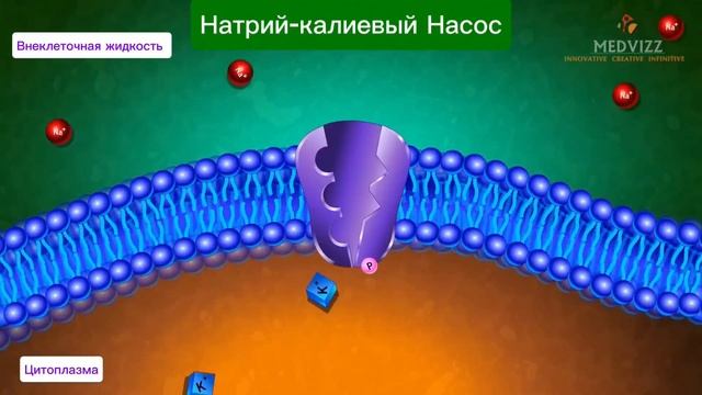 Натрий-калиевый насос (Na+/K+-АТФаза)