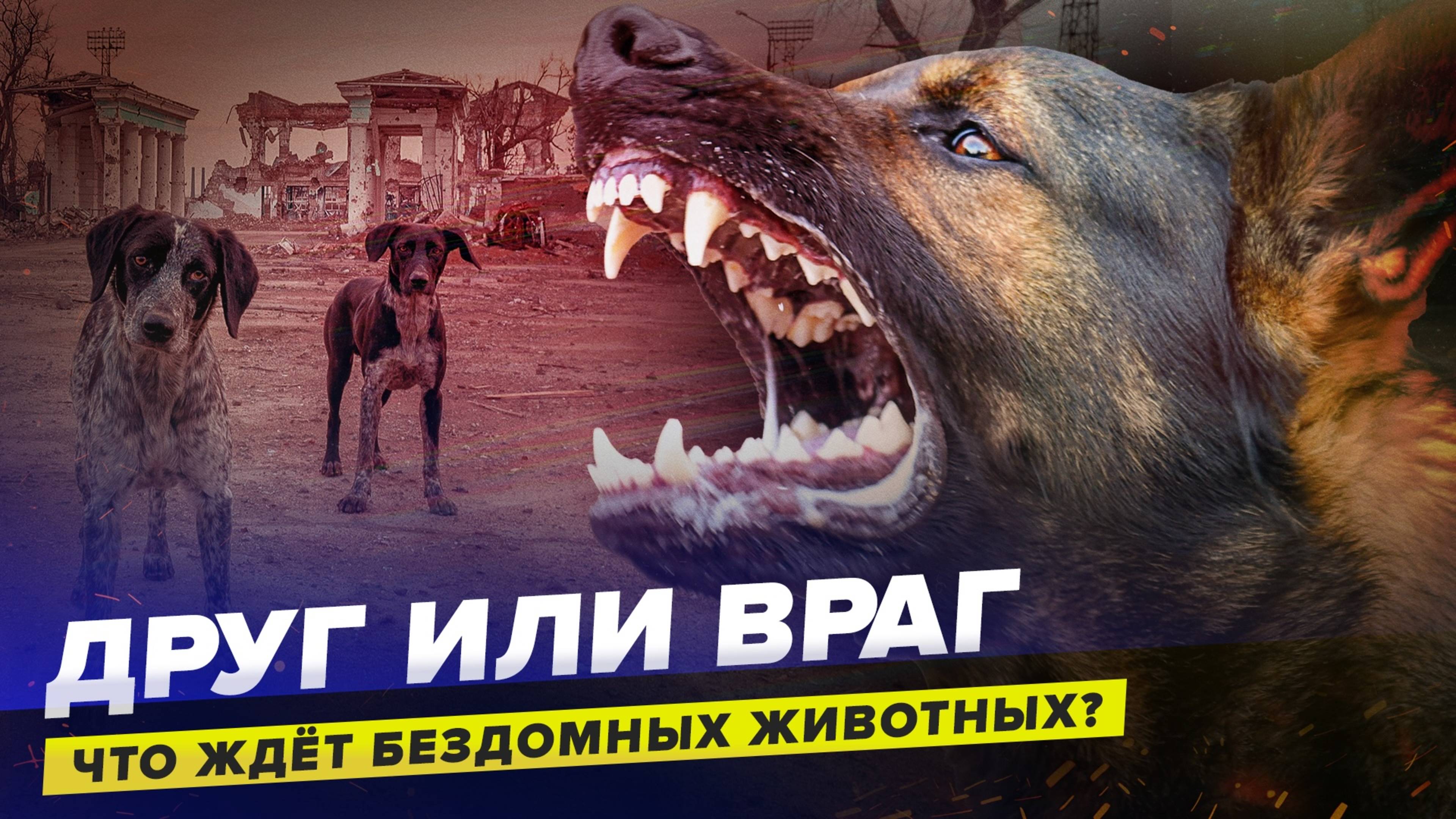 Что будет с бездомными животными в России? | Гуманное умерщвление