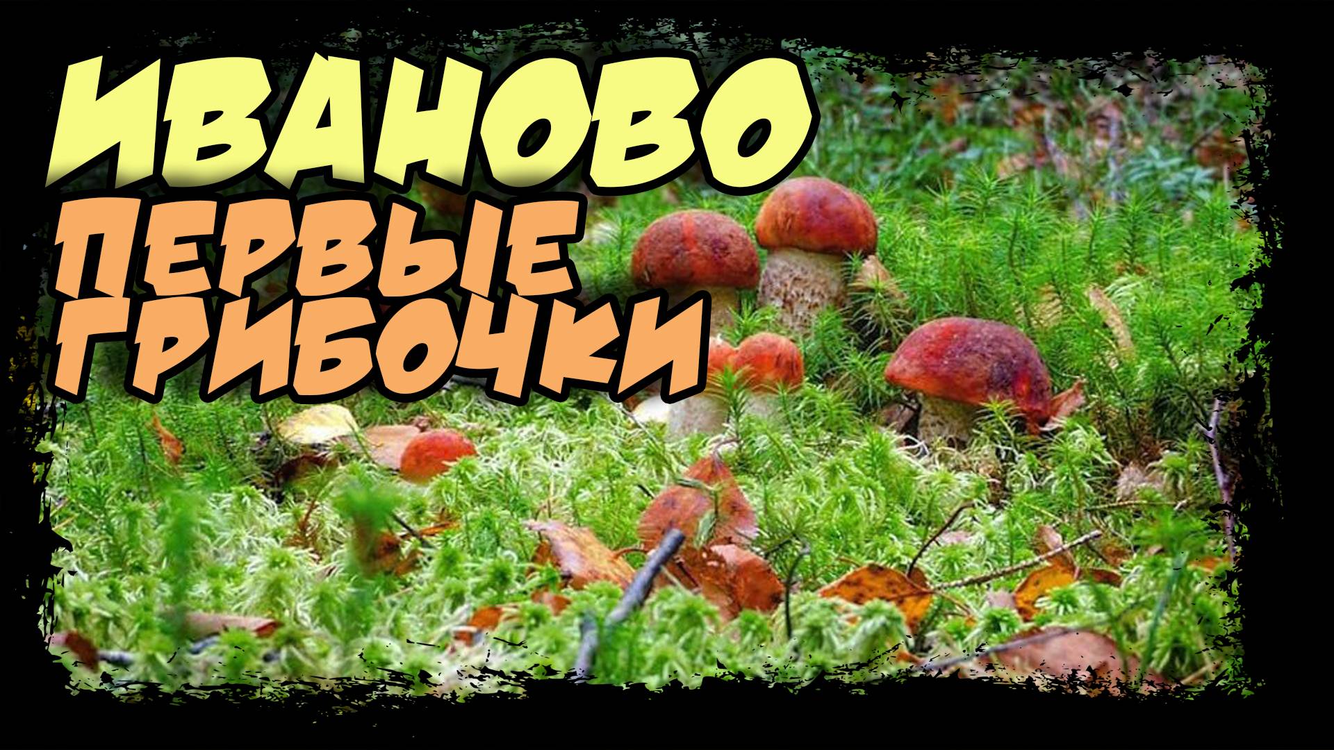 Поход за грибами. А какие грибы растут у вас? (no comment) #грибы #лес