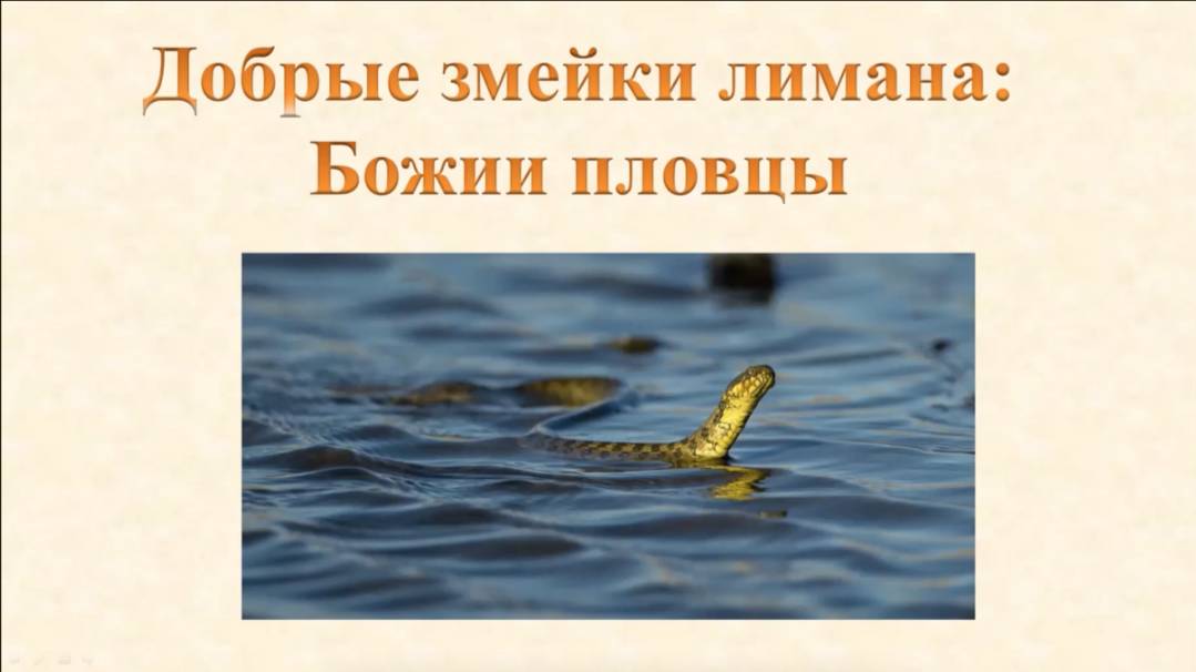 Интересный факт: «Змейки лимана»