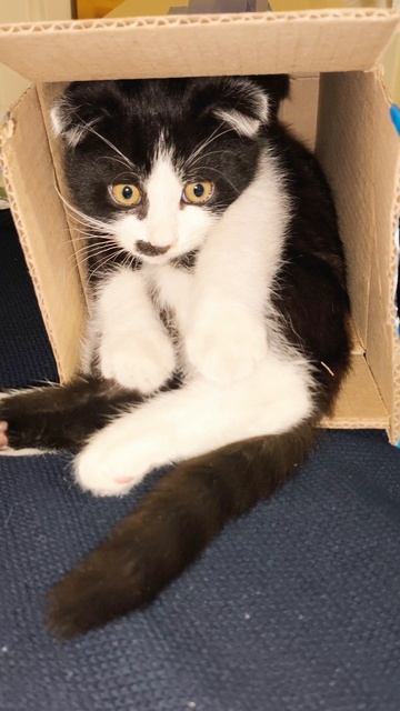 Смешной кот