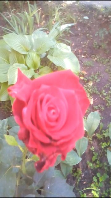 Роза .... Ой. Плохая ...._20250611_162632