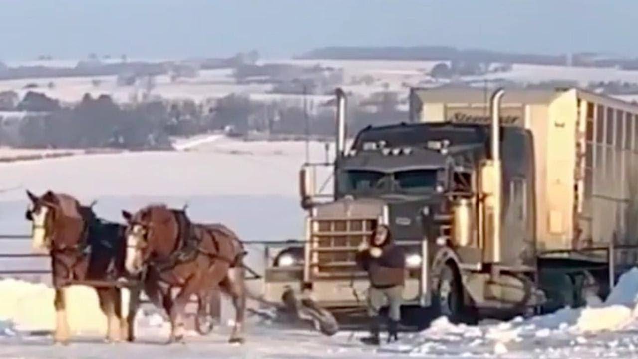 ЖИВОТНЫЕ ТЯЖЕЛОВОЗЫ В ДЕЛЕ! Как Самые Сильные Животные Приходят На Помощь Людям!